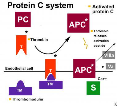 Protein S or Free Protein S, which assay is the right one :: Erba Mannheim