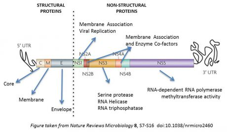 Significance of Serological Markers in the Diagnosis of Dengue :: Erba ...